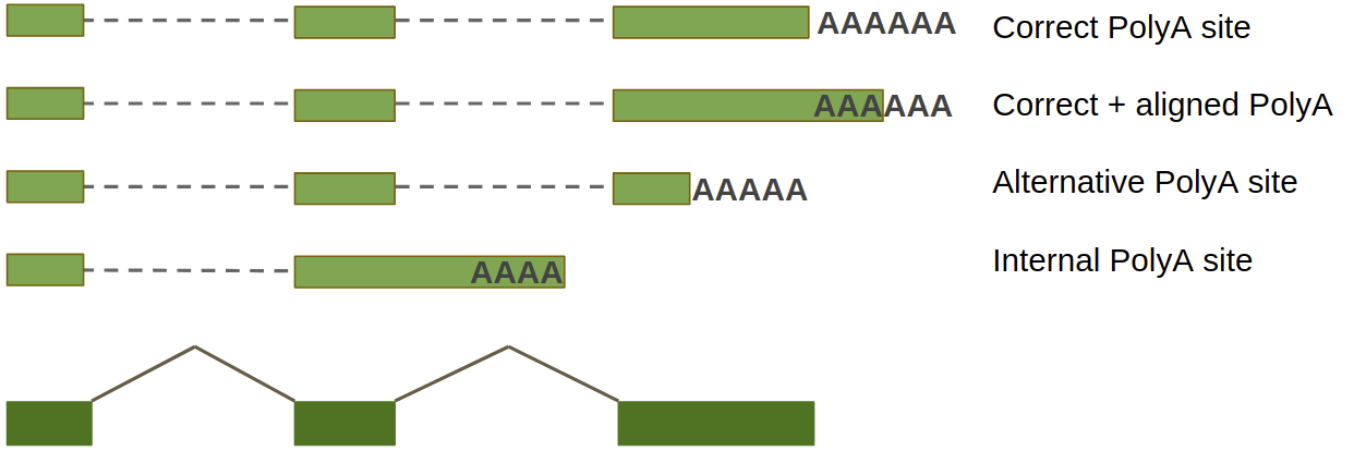 IsoQuant进行三代全长转录组分析 - 知乎