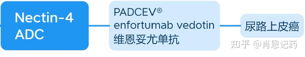 记住所有FDA生物药 | Nectin-4 ADC | Enfortumab vedotin 维恩妥尤单抗 | 尿路上皮癌 - 知乎