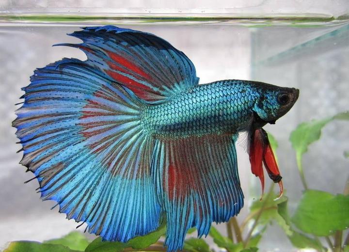 泰国斗鱼怎么养？我说的这8个方面做好，给你惊喜不断 - 知乎