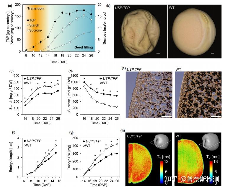 海藻-6-磷酸（T6P）和蔗糖-6-磷酸（S6P） - 知乎