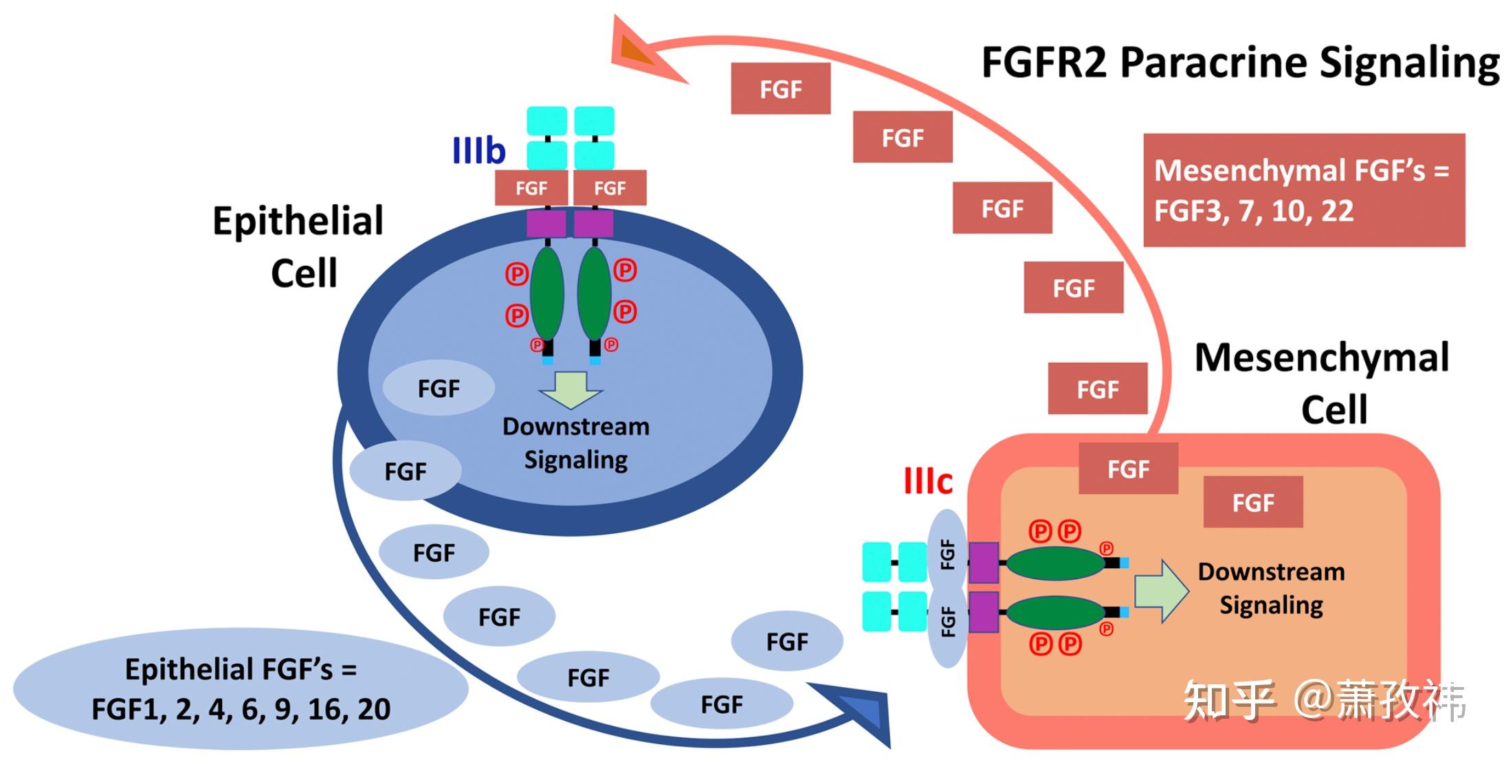 FGFR2b：胃癌新靶点 - 知乎