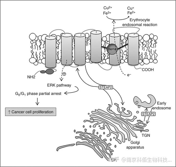 药靶细胞模型---STEAP1/2的细胞模型 - 知乎