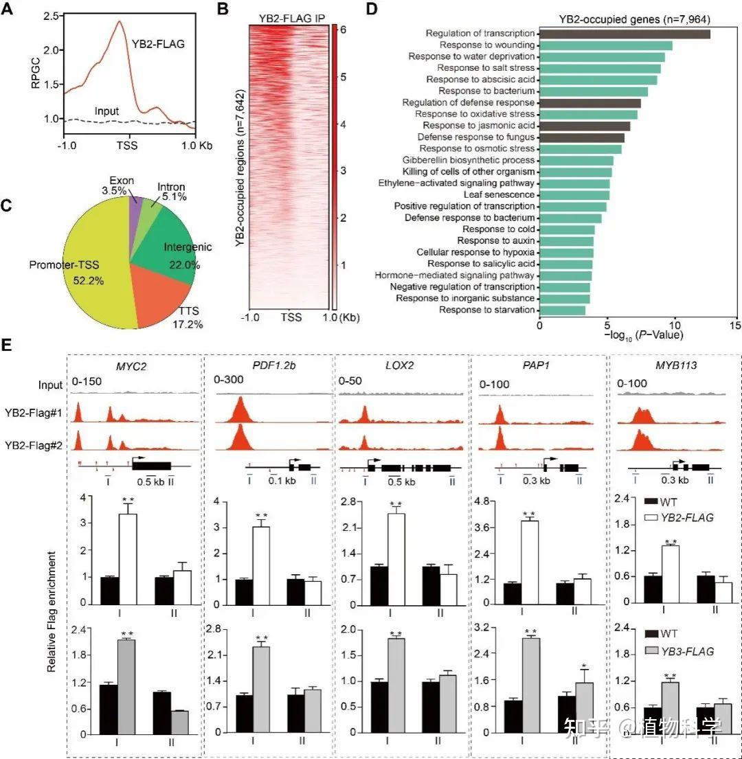 浙江大学农学院陶增团队揭示拟南芥一对核因子NF-YB2/YB3正调控JA信号通路和灰霉病抗性的分子机制 - 知乎