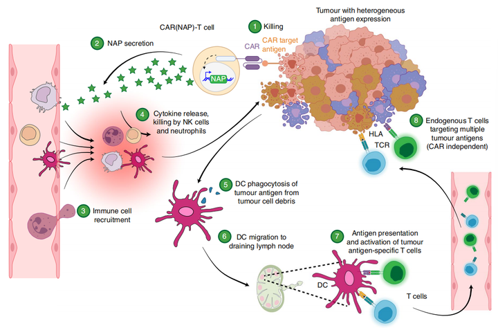 CAR-T细胞疗法研究进展（4） - 知乎