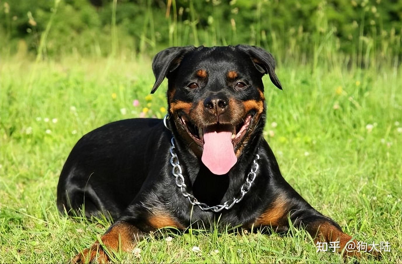 养一只“罗威纳犬”会上瘾，这5个优点让人着迷！ - 知乎