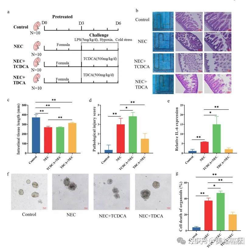 脆弱拟杆菌如何缓解坏死性小肠结肠炎？ - 知乎