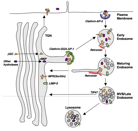 信号肽与新生肽链的运输和加工（三） - 知乎