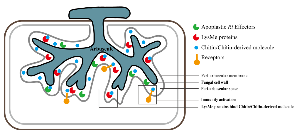 PNAS | 华中农业大学潘志勇研究组发现植物LysM胞外蛋白促进菌根共生 - 知乎