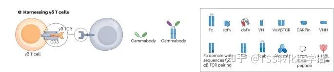 【Nature Reviews Immunology】γδ T 细胞结合剂用于癌症免疫治疗进展 - 知乎