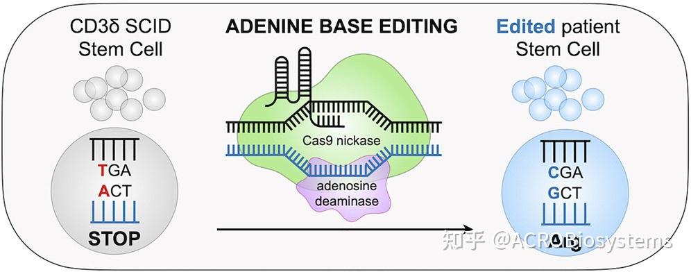 CD3不同亚基的生物学功能及临床应用 - 知乎
