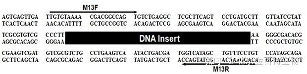 TOPO-Blunt Simple Lightning Cloning Kit - 知乎