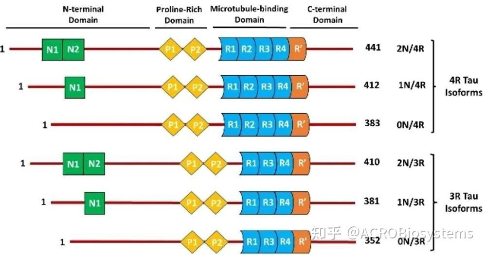 Tau蛋白：神经退行性疾病研究的关键靶点 - 知乎