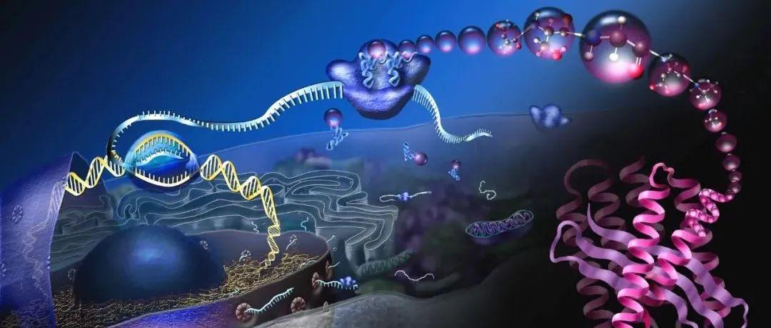 Focus | mRNA展示技术：新起之秀or转瞬花火？ - 知乎