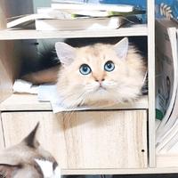 DBSCAN聚类算法原理+MATLAB演示 - 知乎