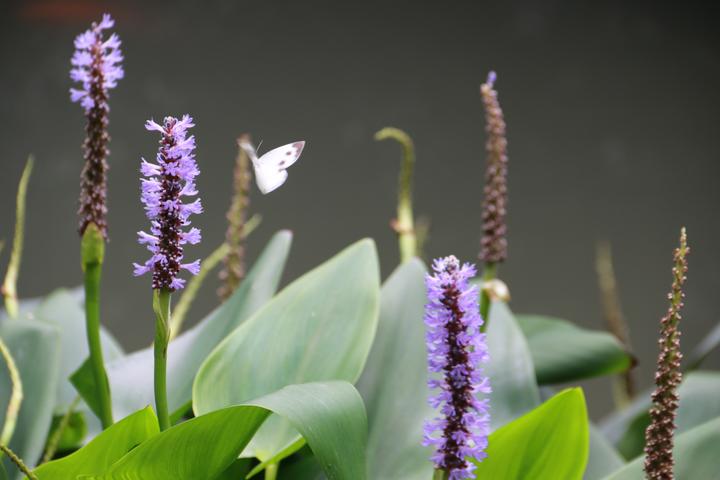 TA-lib 指标详解与实践 - 知乎