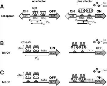 基因表达调控开关必备工具—Tet诱导表达系统 - 知乎