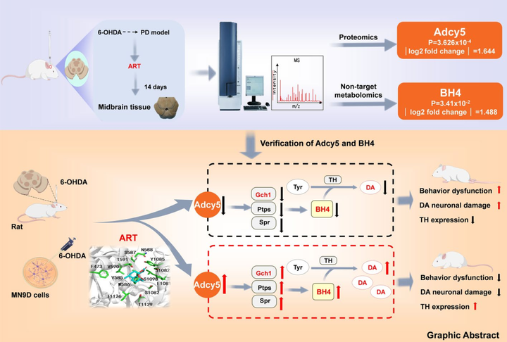 Genome Biology丨蛋白组学 + 代谢组学：青蒿素通过激活 Adcy5、升高 BH4，让帕金森大鼠重获运动能力 - 知乎
