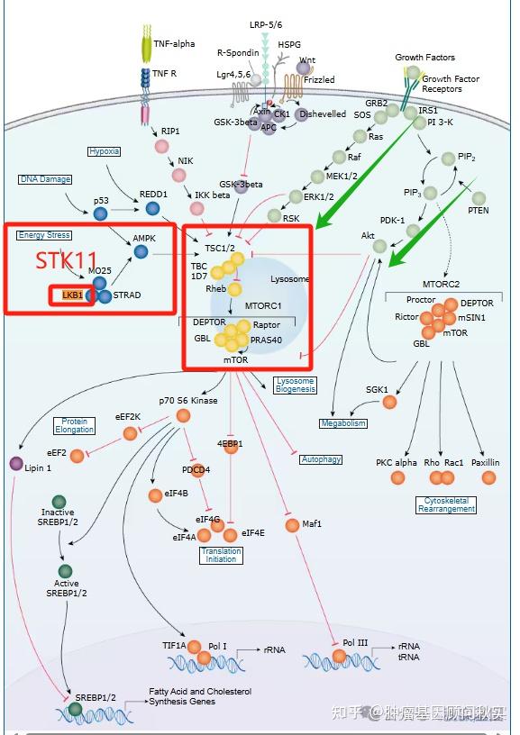 STK11基因突变肿瘤的靶向和免疫治疗 - 知乎