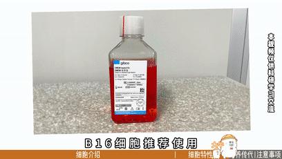 B16细胞培养，小鼠黑色素瘤细胞培养攻略 - 丰晖生物 - 知乎