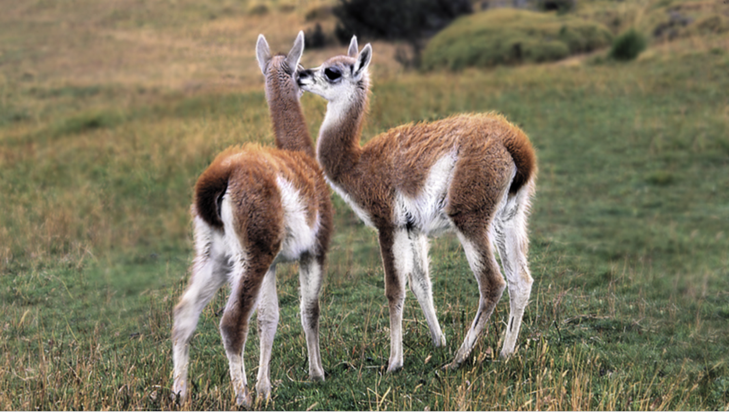 COLOMBO BORGOSESIA（哥伦布）意大利奢侈面料品牌 - 知乎