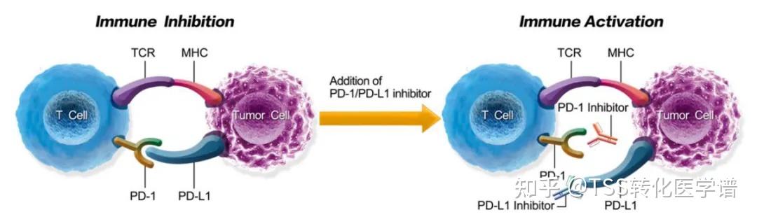 【JMC】免疫检查点PD-L1蛋白降解剂和调节剂研发现状 - 知乎