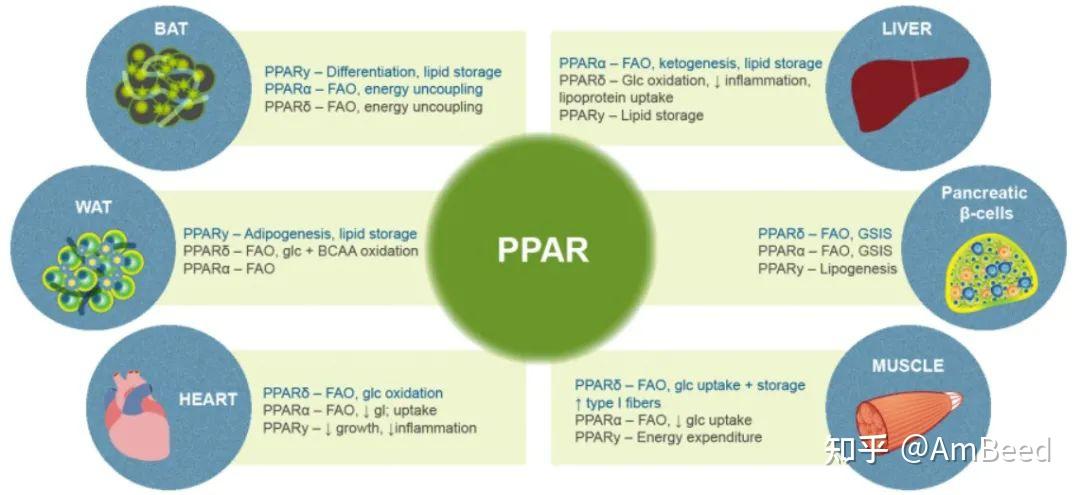 【AmBeed解析】探秘PPAR：细胞内的“千面”靶点 - 知乎