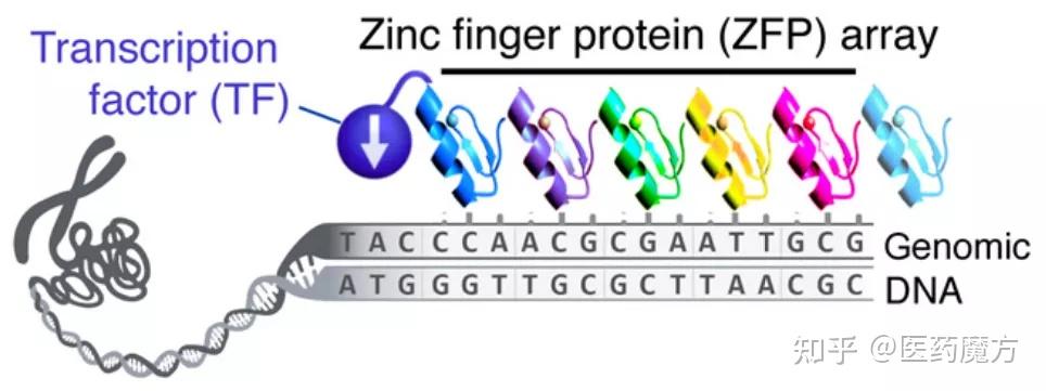 锌指核酸酶技术龙头公司Sangamo：细胞治疗和基因治疗“全面开花”，巨头争抢资金不断 - 知乎