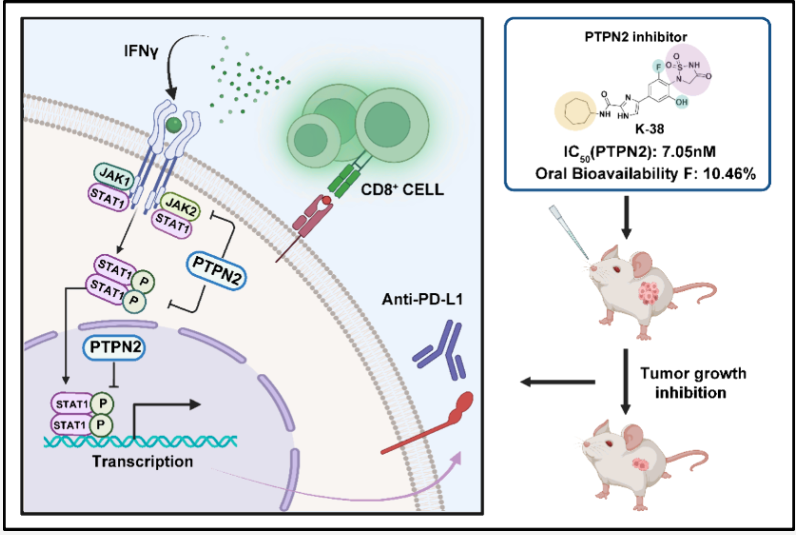 【JMC】中国药科大学杨鹏/肖易倍/郝海平/王晓：新型PTPN2抑制剂及其抗黑色素瘤 - 知乎