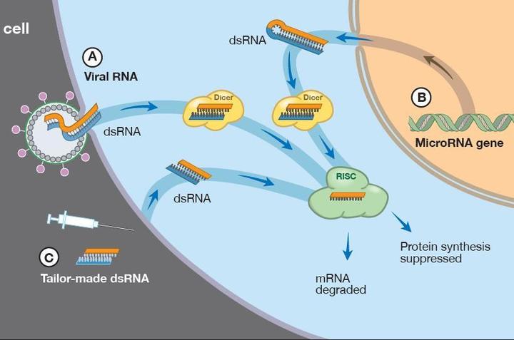 RNA干扰（RNA interference，RNAi） - 知乎