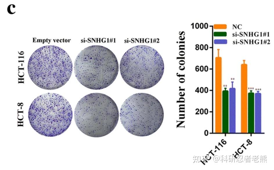 细胞表型之Colony-formation assay 克隆形成实验指南 - 知乎
