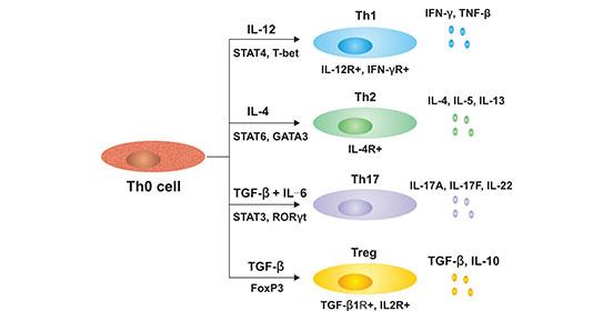Th2细胞因子 - 知乎