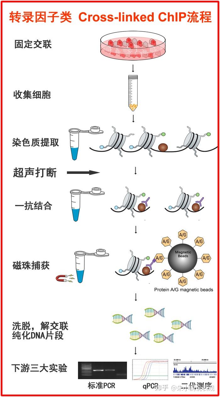 染色质免疫沉淀ChIP实验技术解析之(二)：技术路线 - 知乎