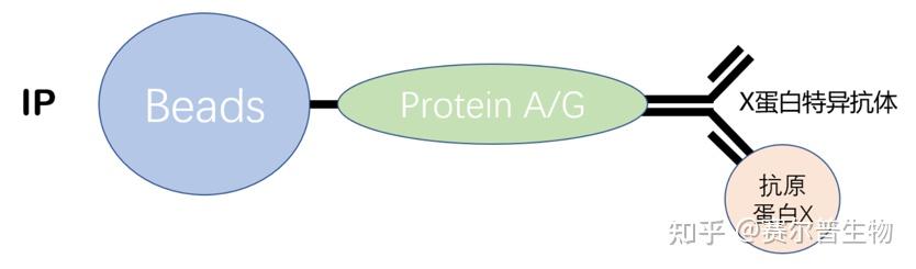 获得某一个蛋白的互作蛋白11种方法！ - 知乎