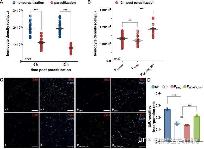农学院陈学新教授团队揭示寄生蜂共生病毒双向调节寄主免疫的新机制 - 知乎