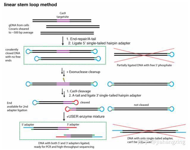 值得收藏的CRISPR脱靶检测方法大全 - 知乎
