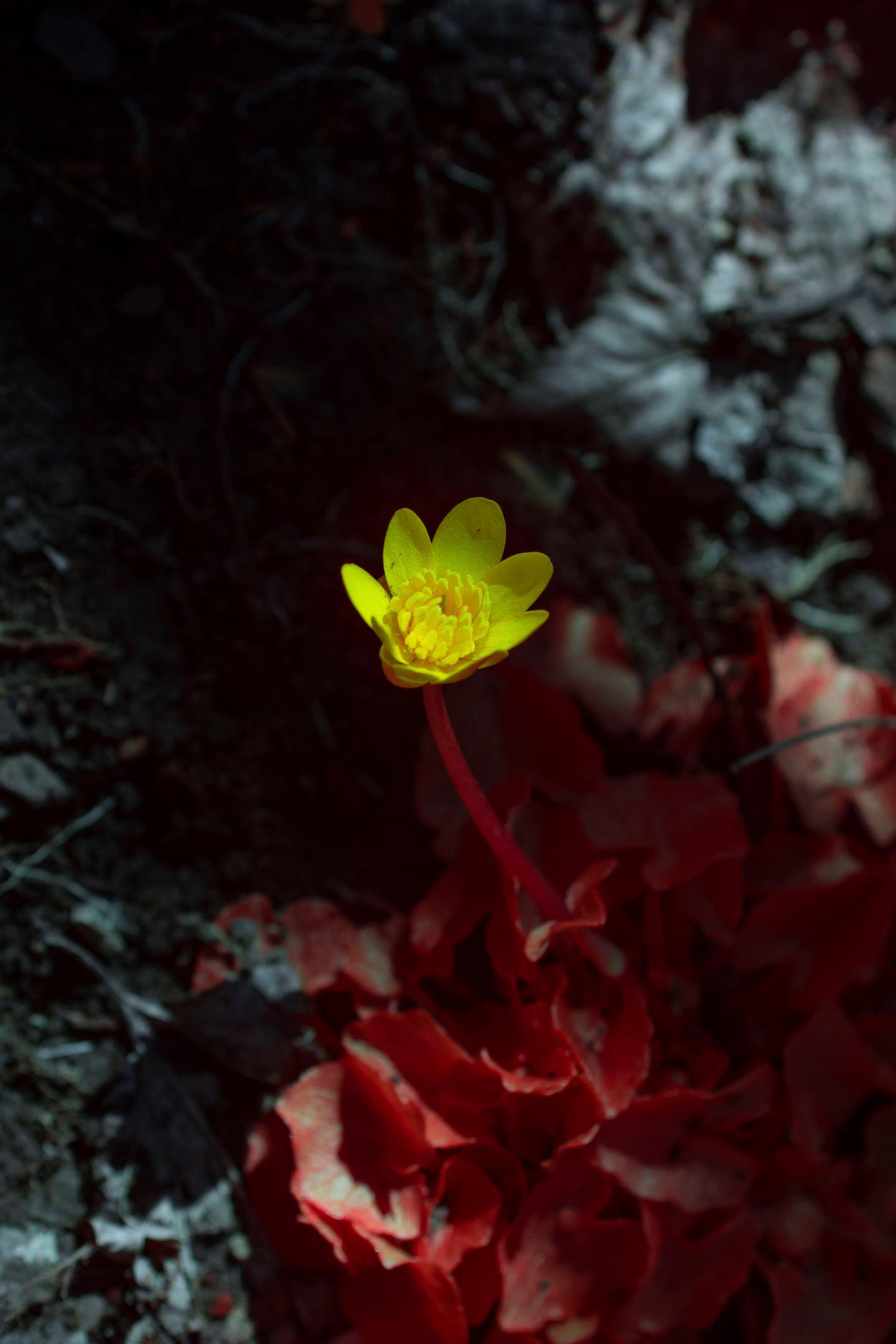 全色照片笔记 - 见鬼的IR Chrome - 知乎