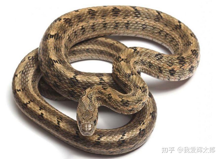 英语动物各种叫声 - 知乎