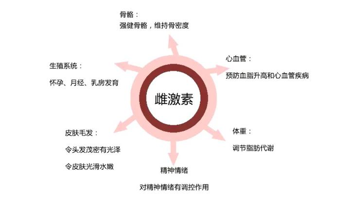 雌激素和卵泡有哪些关联 知乎