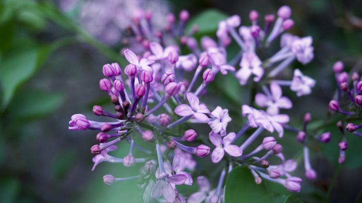 功能营养篇-丁香提取物（Clovinol®） - 知乎