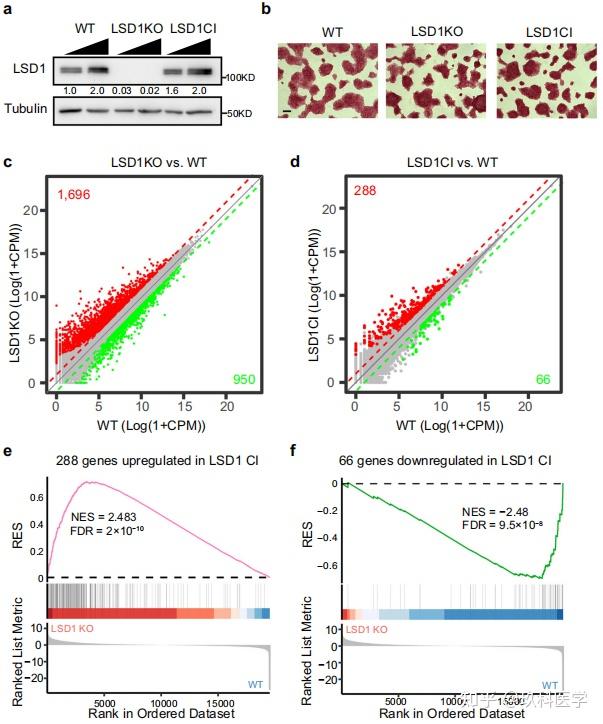 Nature子刊：LSD1 在调节增强子和细胞命运转变中的独立去甲基化作用 - 知乎