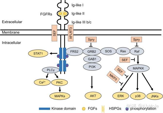 AbMole小课堂丨bFGF（FGF-2）：维持干细胞培养、驱动类器官构建与细胞分化 - 知乎
