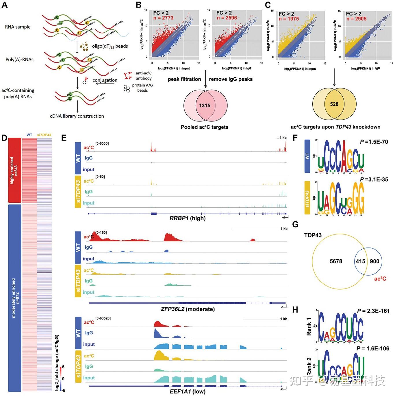 Adv Sci：浙江大学范衡宇团队acRIP-seq揭示哺乳动物mRNA乙酰化修饰ac4C形成的分子机制 - 知乎