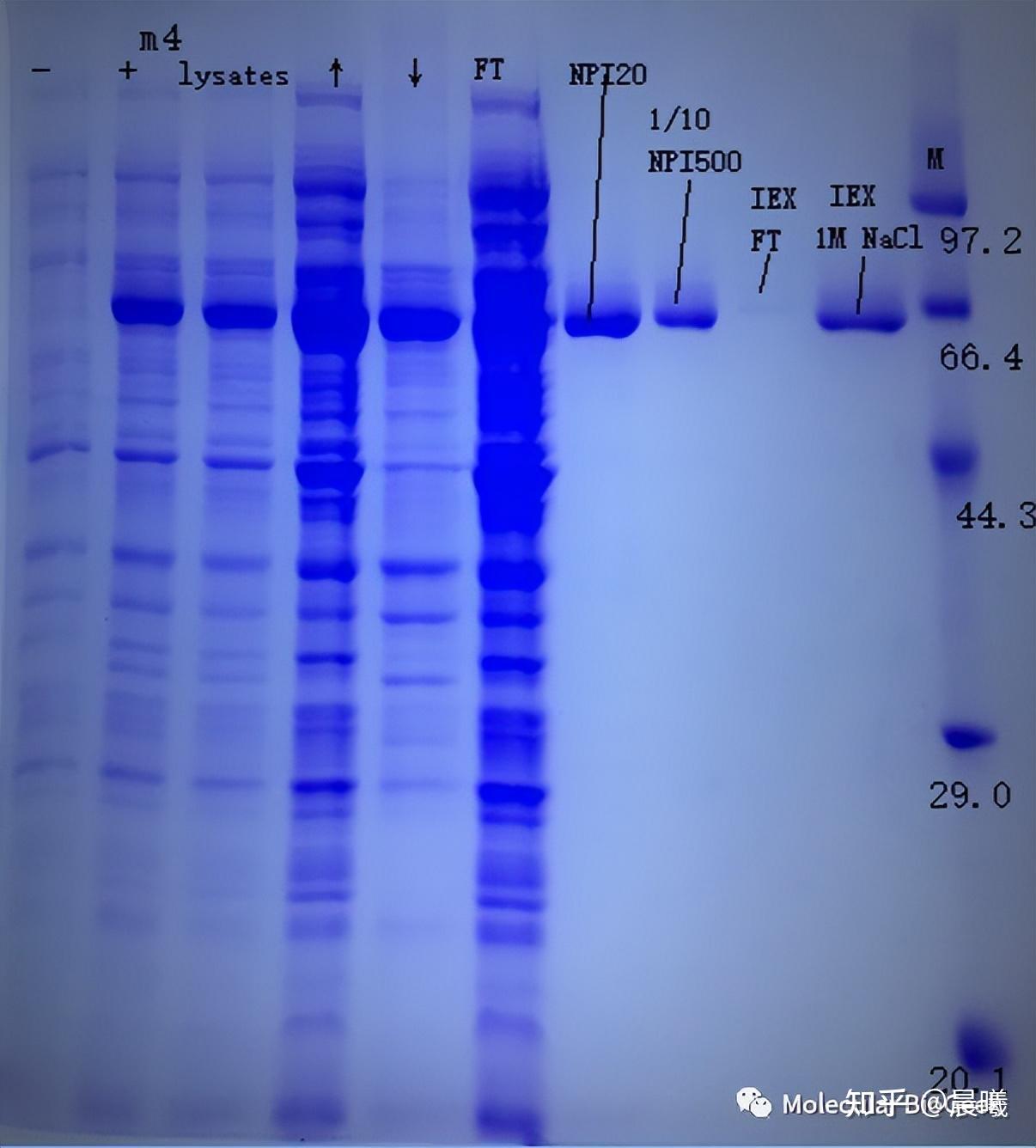 蛋白纯化实用SOP:以E. coli的IPTG诱导表达为例 - 知乎