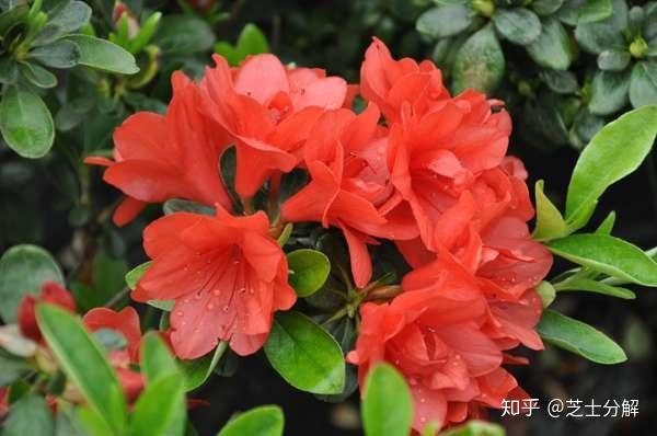 盘点世界各国国花，你最喜欢哪种~ - 知乎