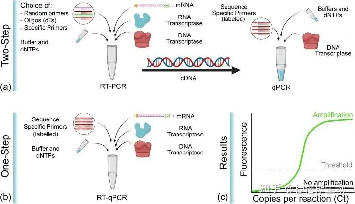 一文搞懂 PCR、qPCR、RT-PCR、RT-qPCR 及优缺点 - 知乎