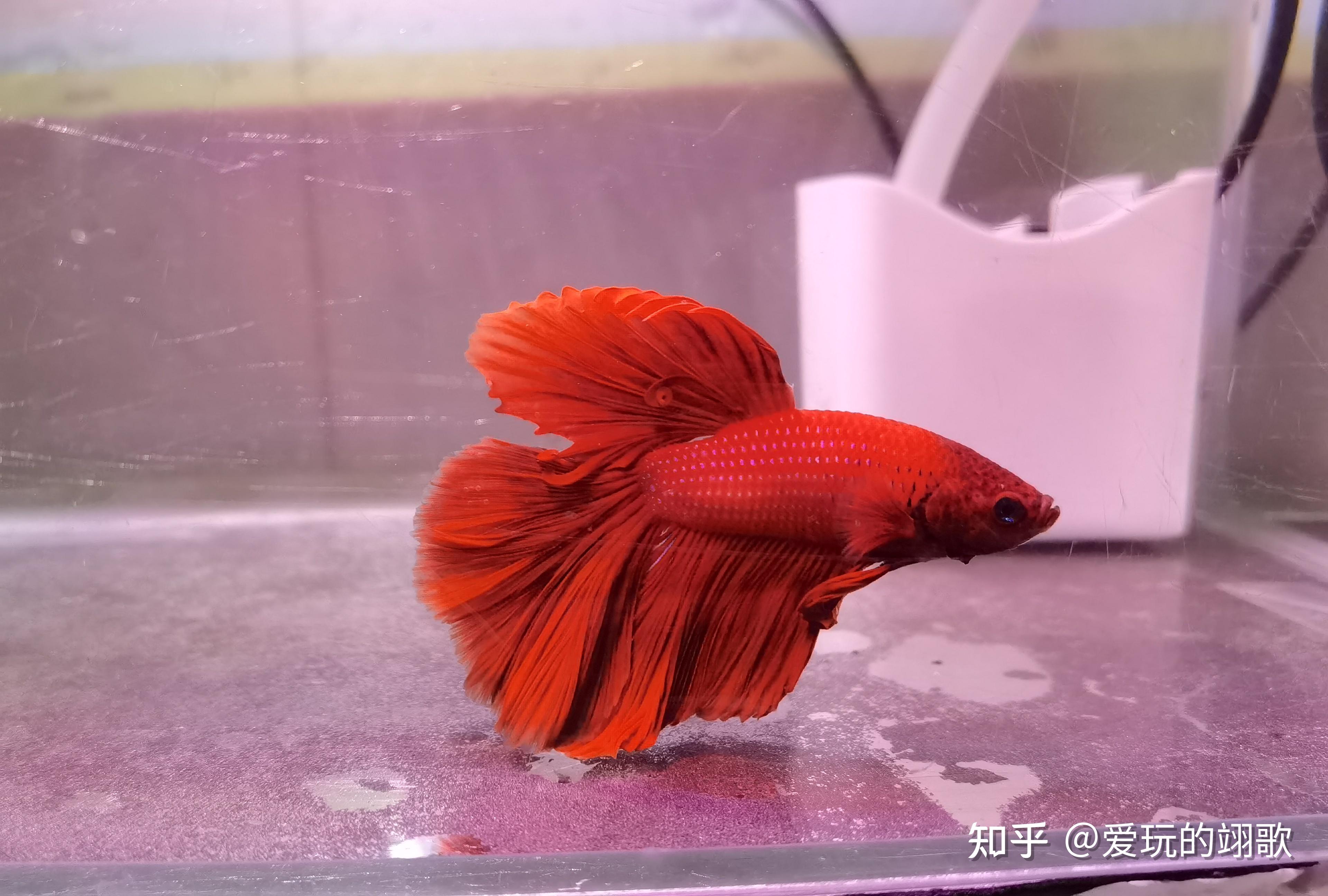 27寸显示器4k和2k区别大吗？ - 知乎