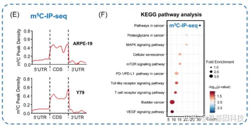 RNA甲基化修饰整体研究方案——m6A、m5C、m1A、m7G、ac4C、RNA与蛋白互作（RIP） - 知乎