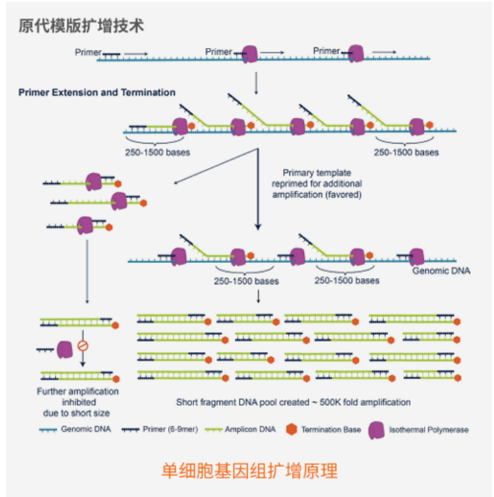 Cell | scWGS-seq＋snRNA-seq＋snATAC-seq—揭示人类不同的神经元和少突胶质细胞衰老体细胞突变模式 - 知乎