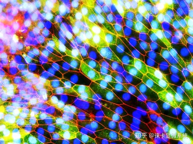 光学显微镜可以观察到细胞膜吗? - 知乎