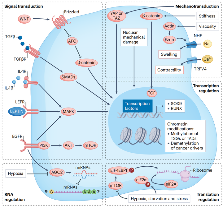 Nat Rev Cancer高分综述：全面了解驱动肿瘤的非遗传因素，尽在此篇！ - 知乎